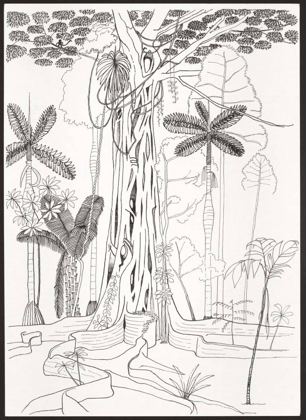 Strangler Fig Tree Drawing